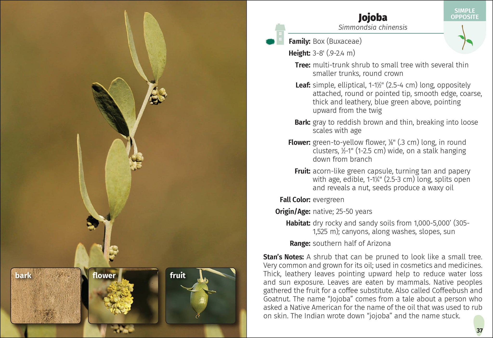 Trees of Arizona Field Guide 2e – Why I Love Where I Live